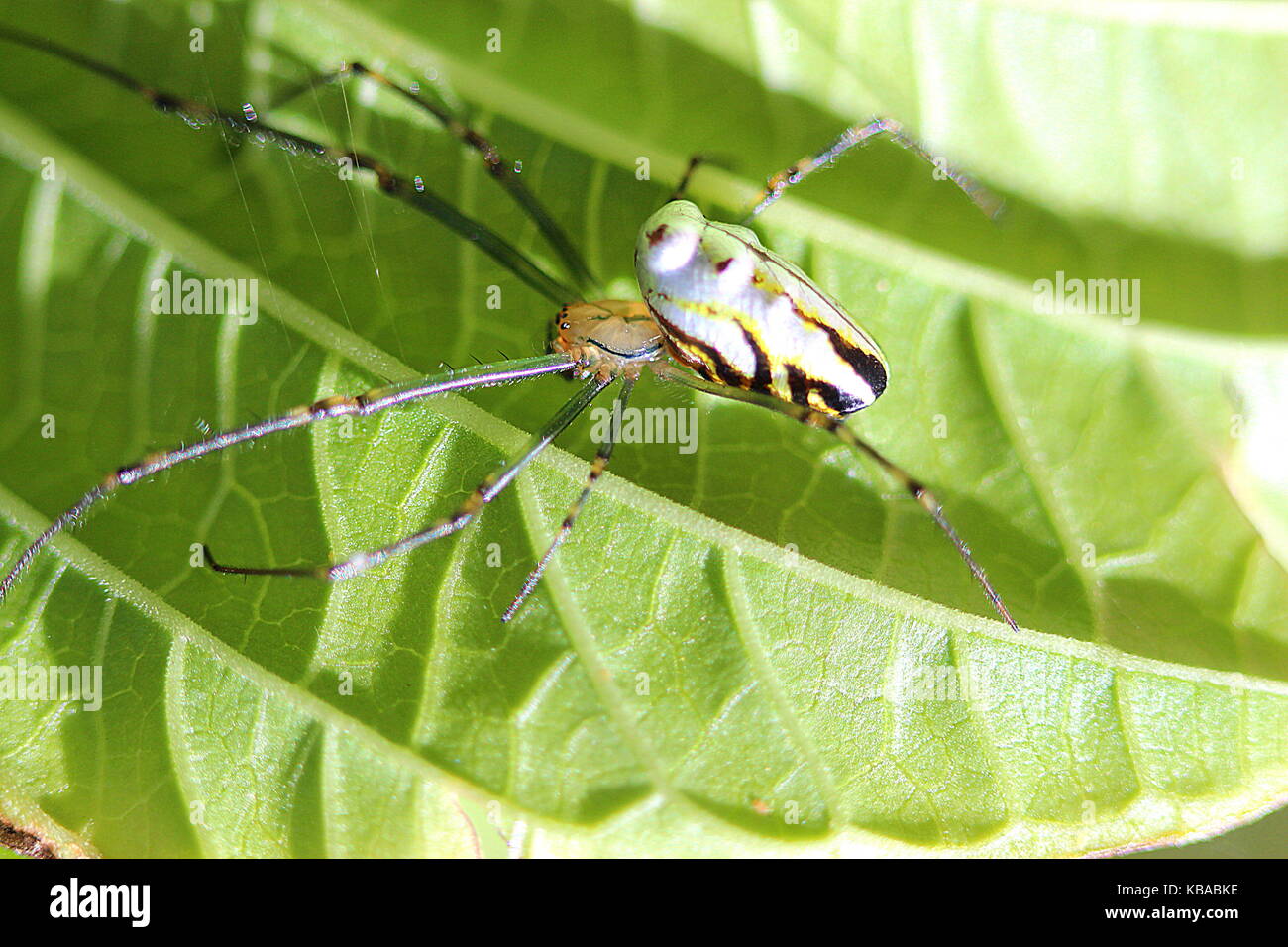 New Zealand spiders, raindrop spider Stock Photo - Alamy
