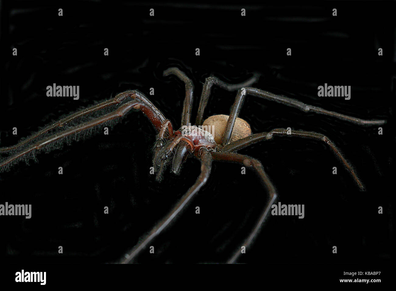New Zealand spiders, sheetweb spider Stock Photo - Alamy