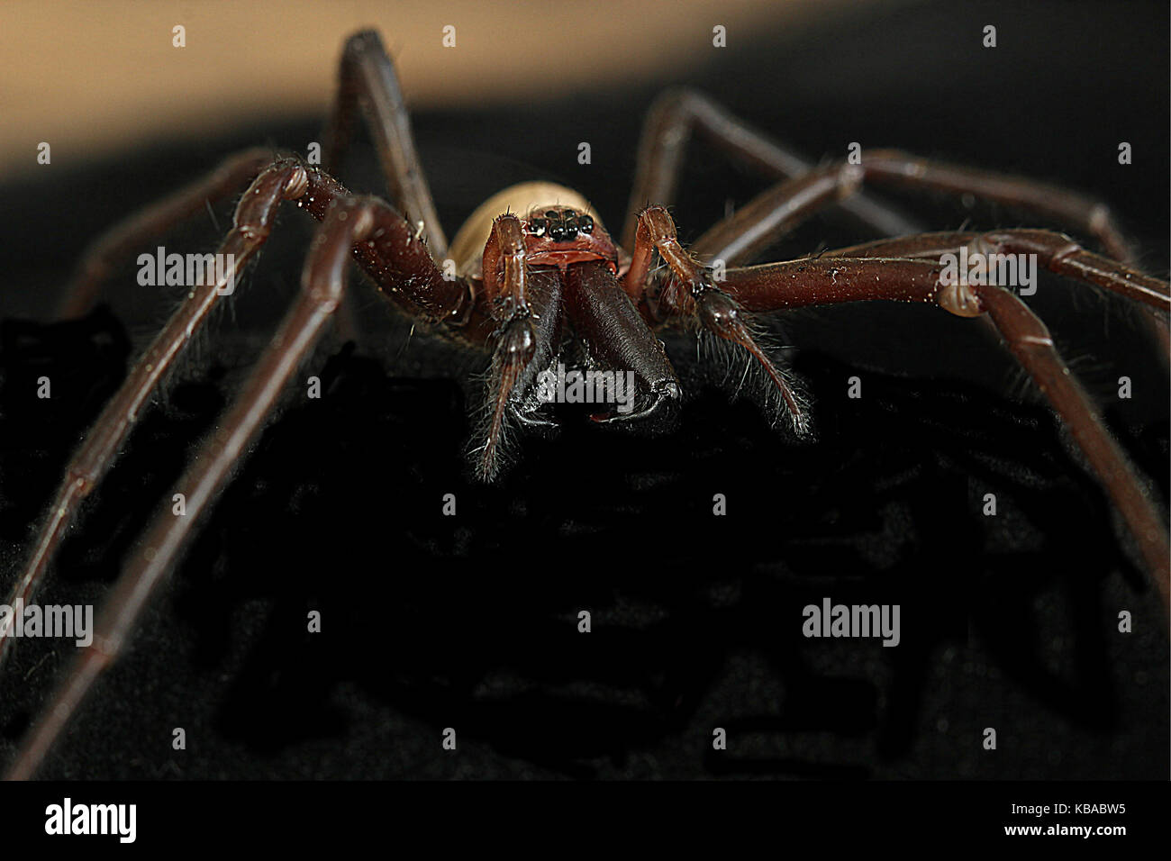 New Zealand spiders, sheetweb spider Stock Photo - Alamy