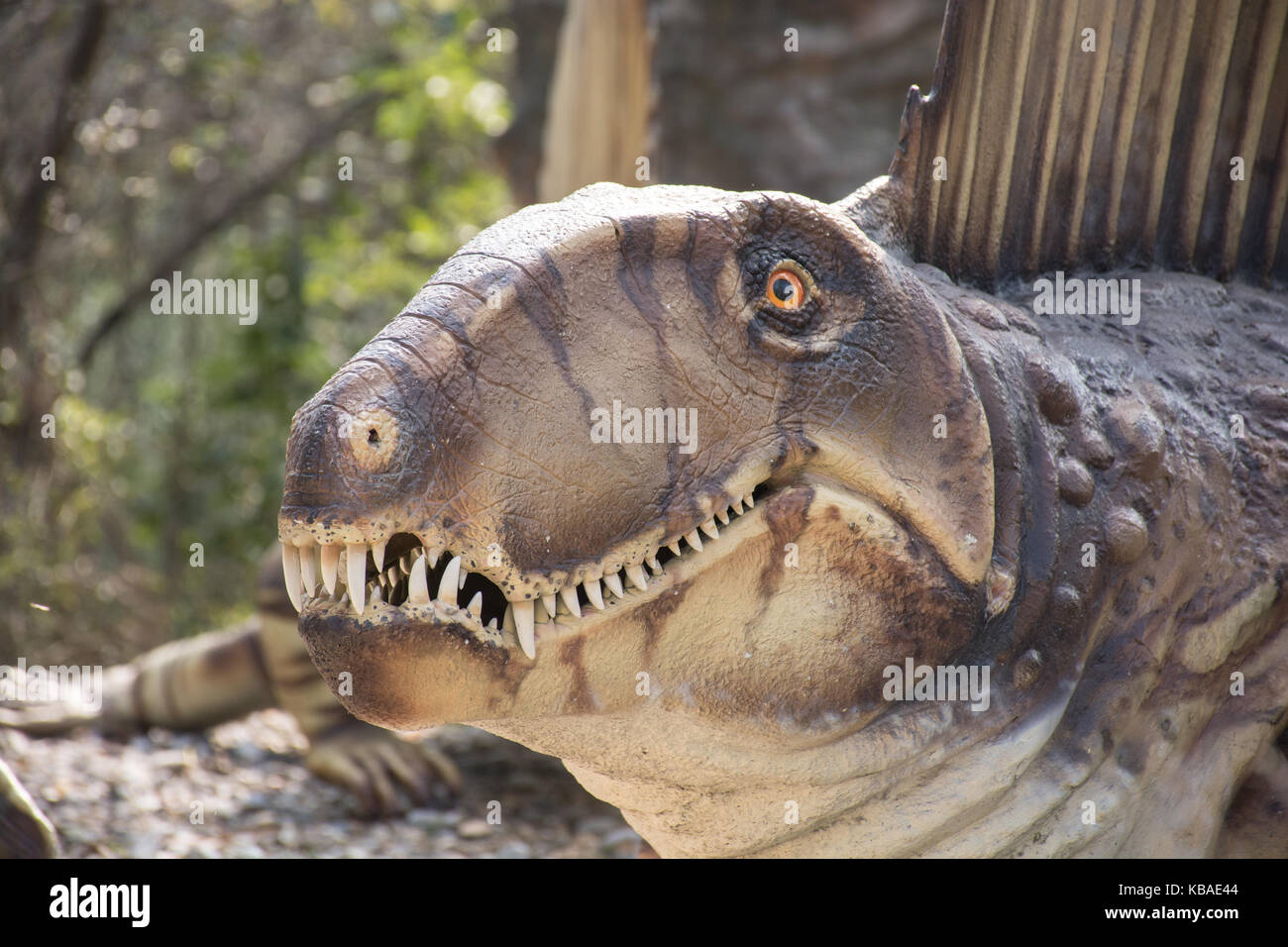 Dimetrodon skeleton hi-res stock photography and images - Alamy