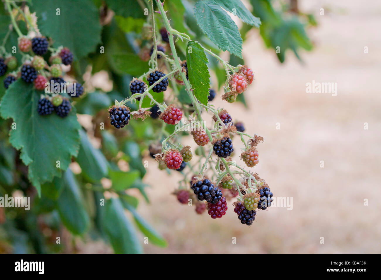 Blackberries in a field Stock Photo - Alamy