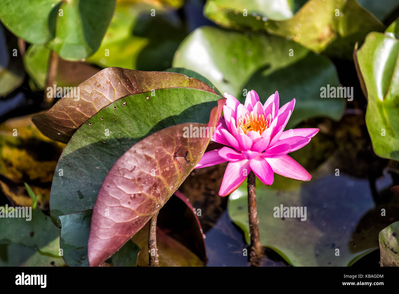Blooming pink red open lily flower with pads, insects inside in pond ...