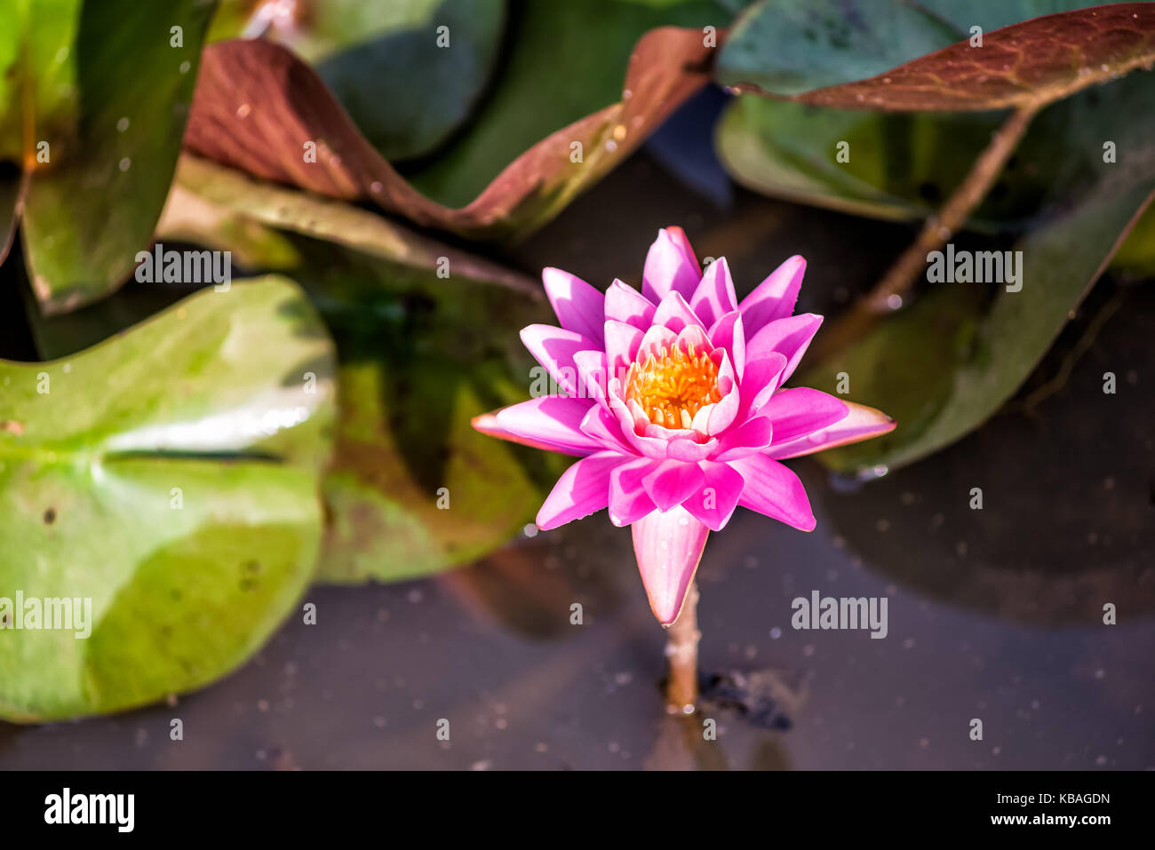 Blooming pink red open lily flower with pads, insects inside in pond ...