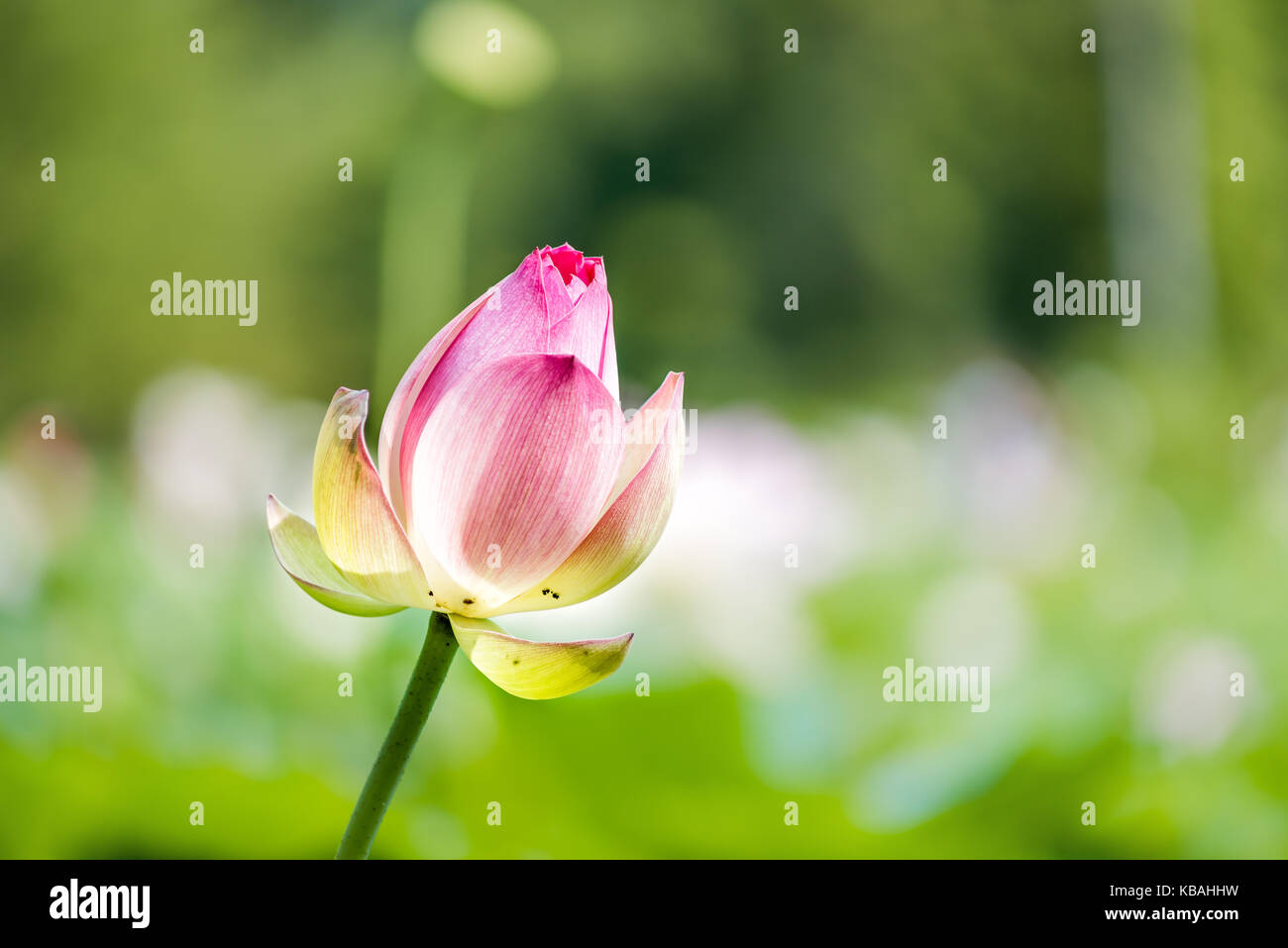 Closed lotus flower hi-res stock photography and images - Alamy