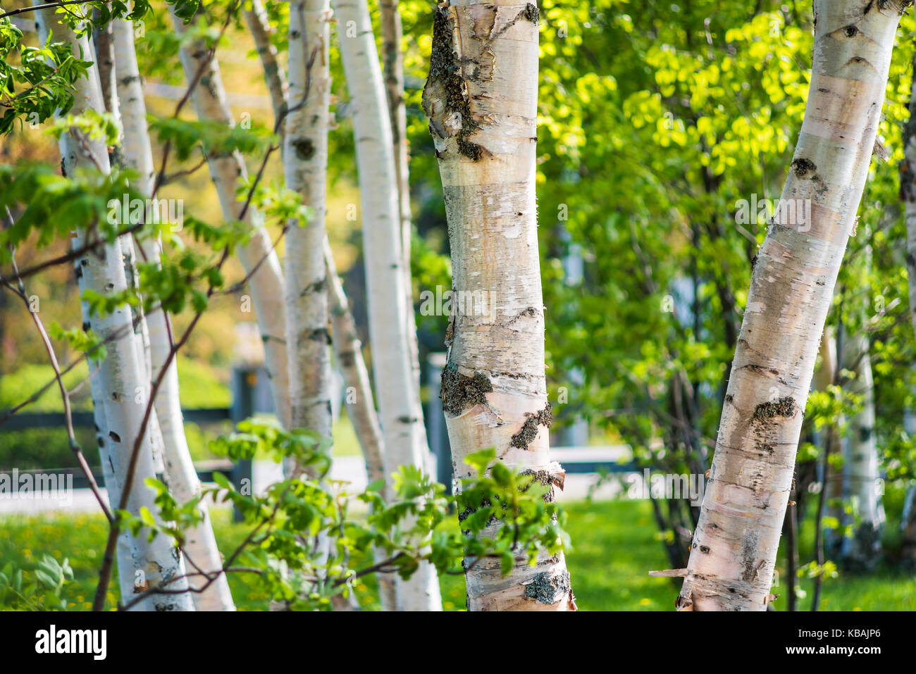 Closeup of many green birch trees grove with leaves in summer in park ...