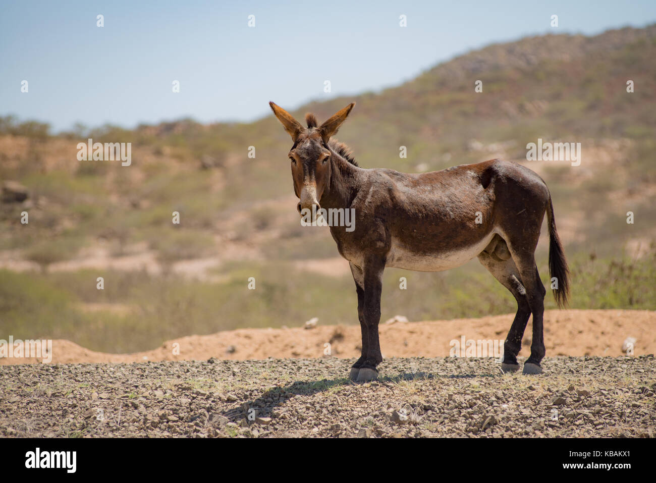 Mucubal hi-res stock photography and images - Alamy