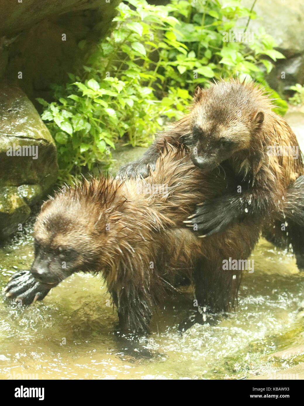 A Wolverine hitching a ride Stock Photo - Alamy