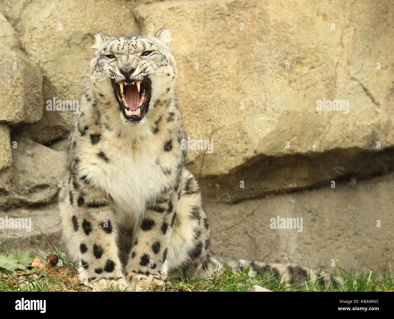 A Snow Leopard snarling in warning Stock Photo - Alamy