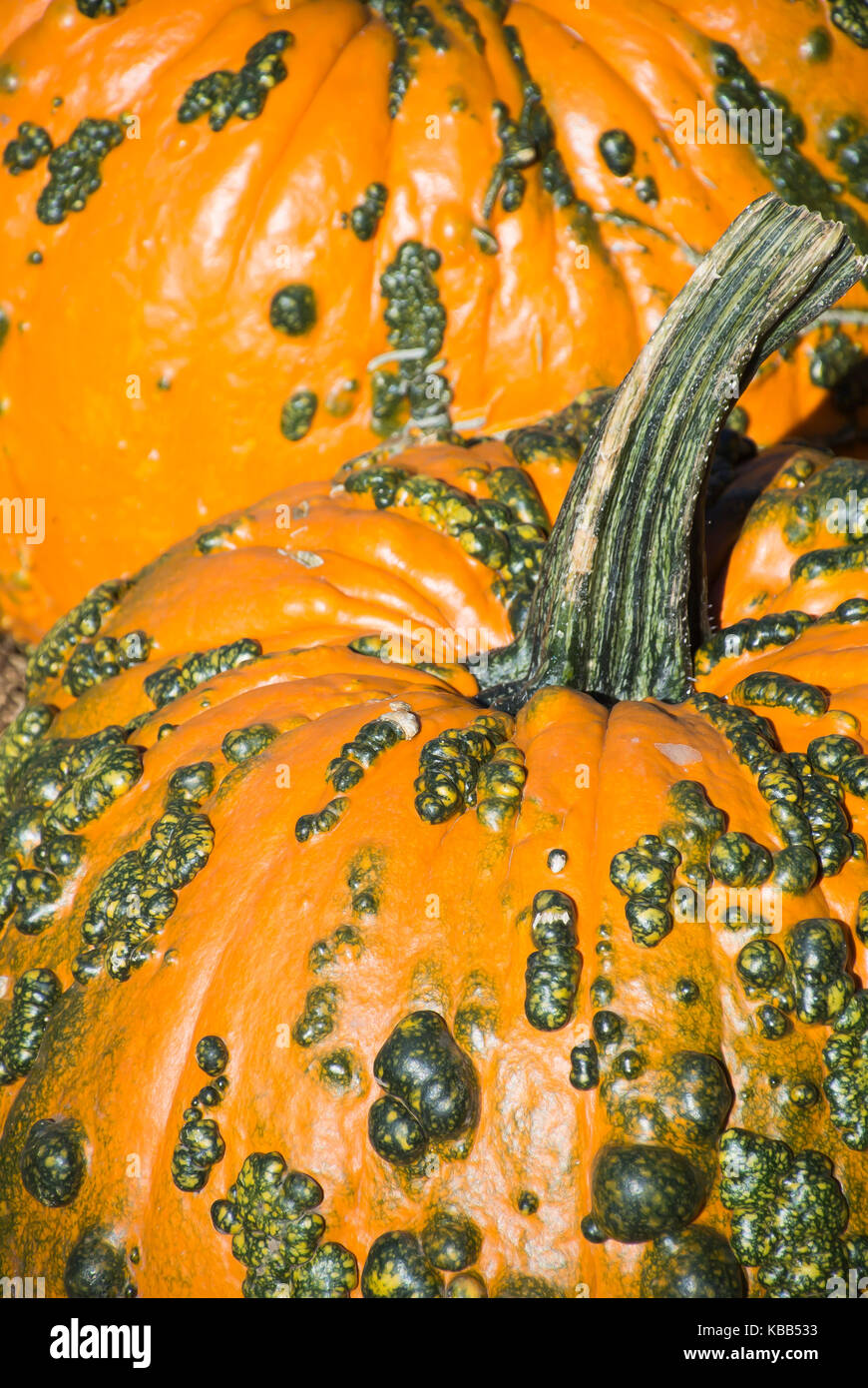 Knobby pumpkins hi-res stock photography and images - Alamy