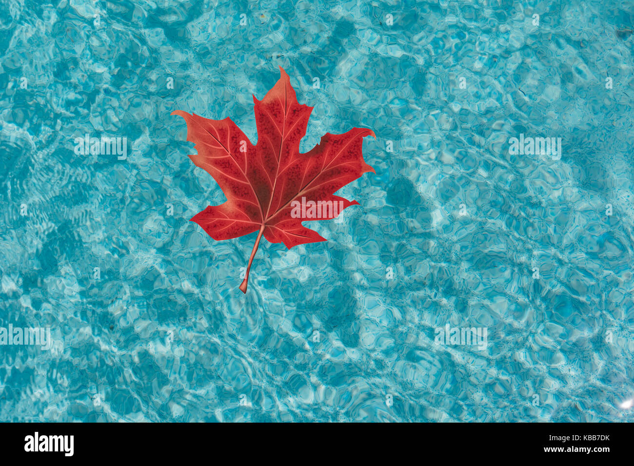 fall red maple leaf floating in a swimming pool on a tropical autumn ...