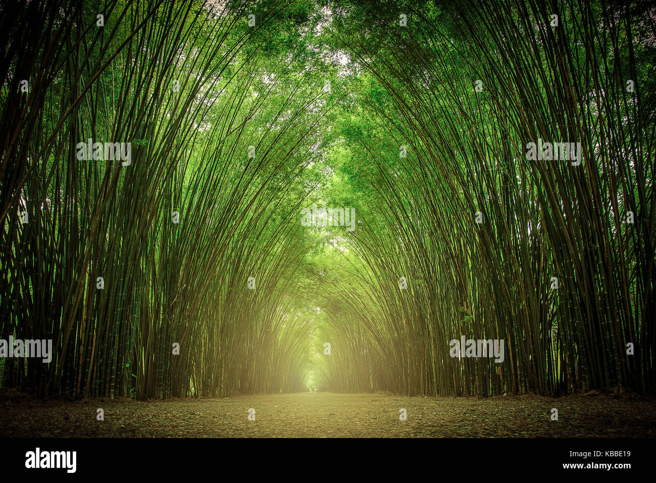The path flanked by two sides with no bamboo forest Stock Photo - Alamy