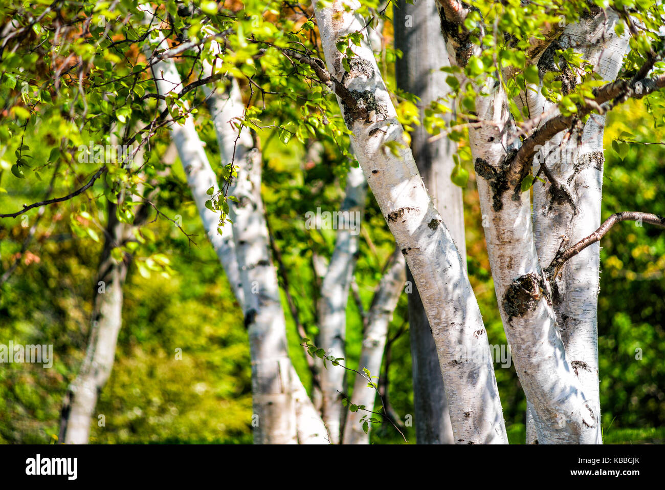 Closeup of many green birch trees grove with leaves in summer in park ...