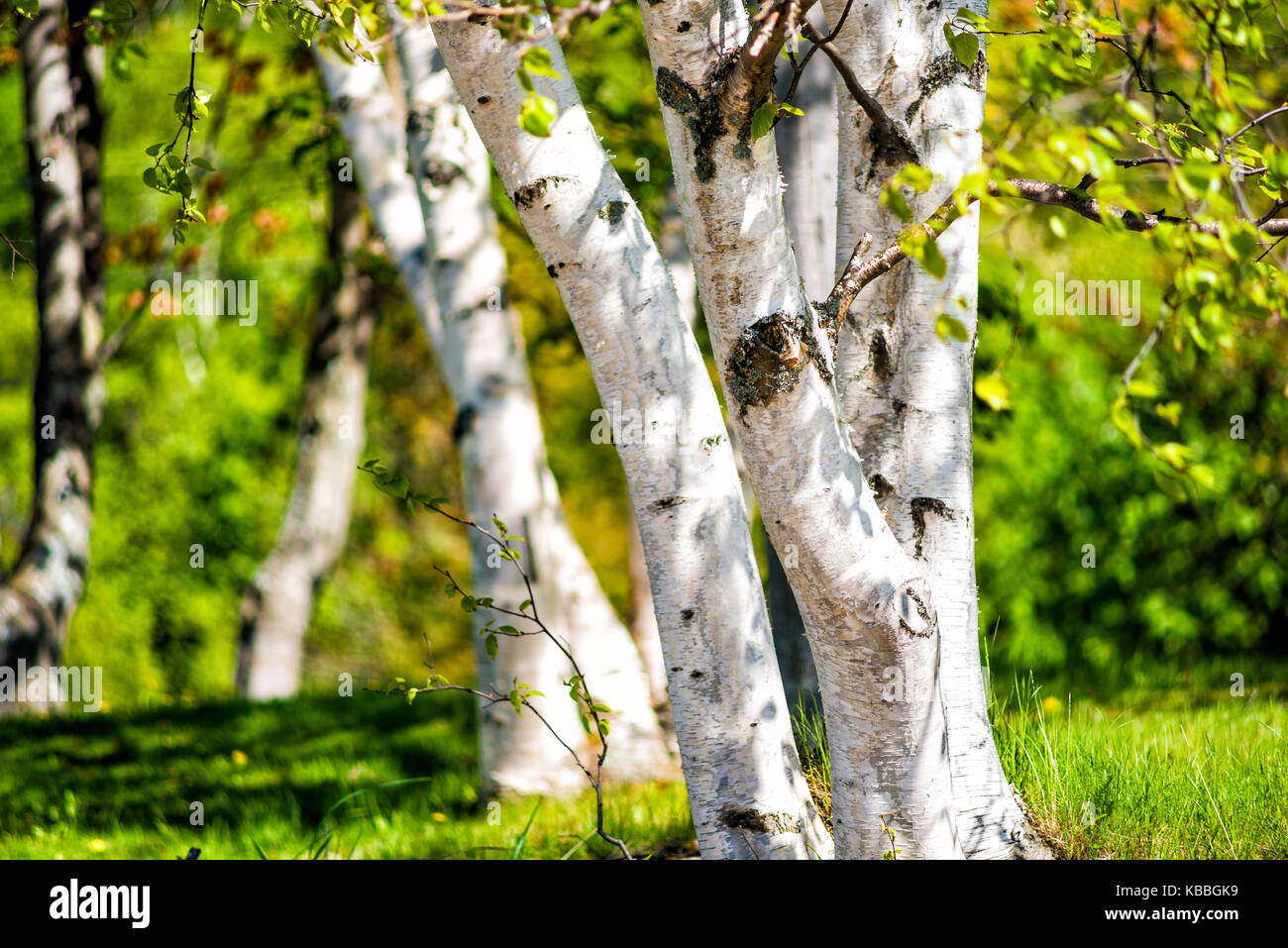 Closeup of many green birch trees grove with leaves in summer in park ...