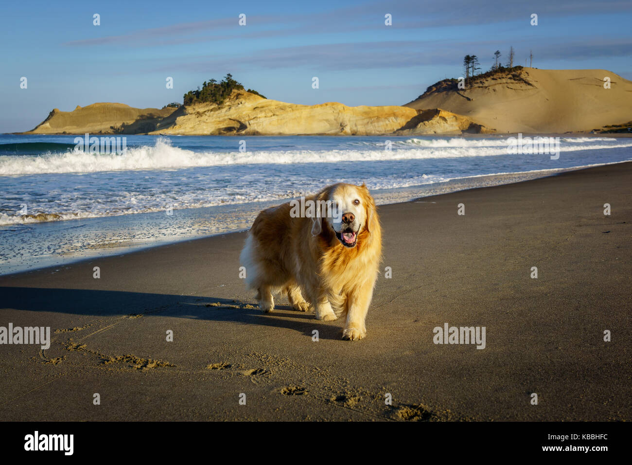 Dog pacific northwest hi-res stock photography and images - Alamy