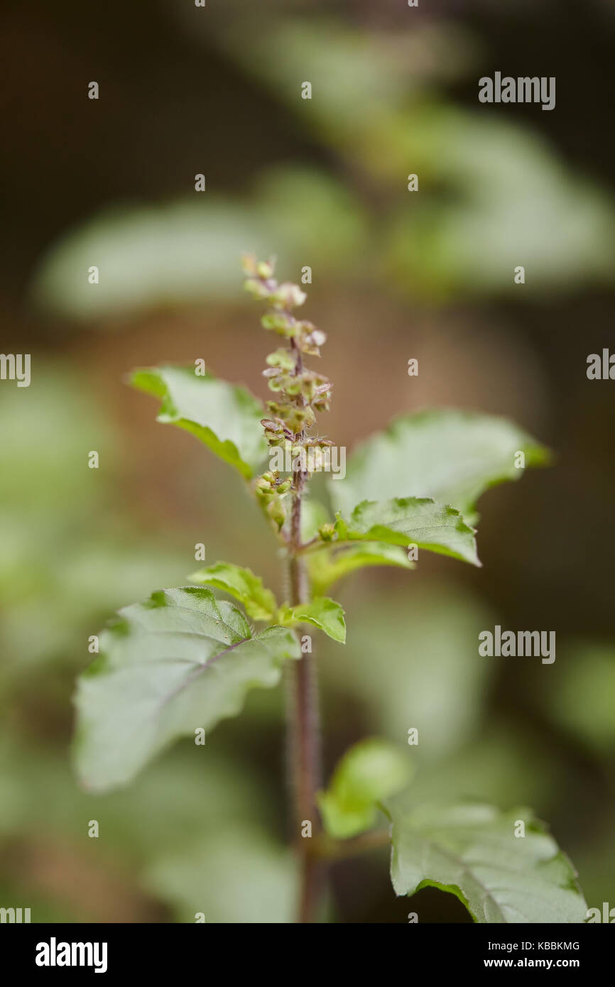 Tulasi / Basil leaves in a garden Stock Photo - Alamy