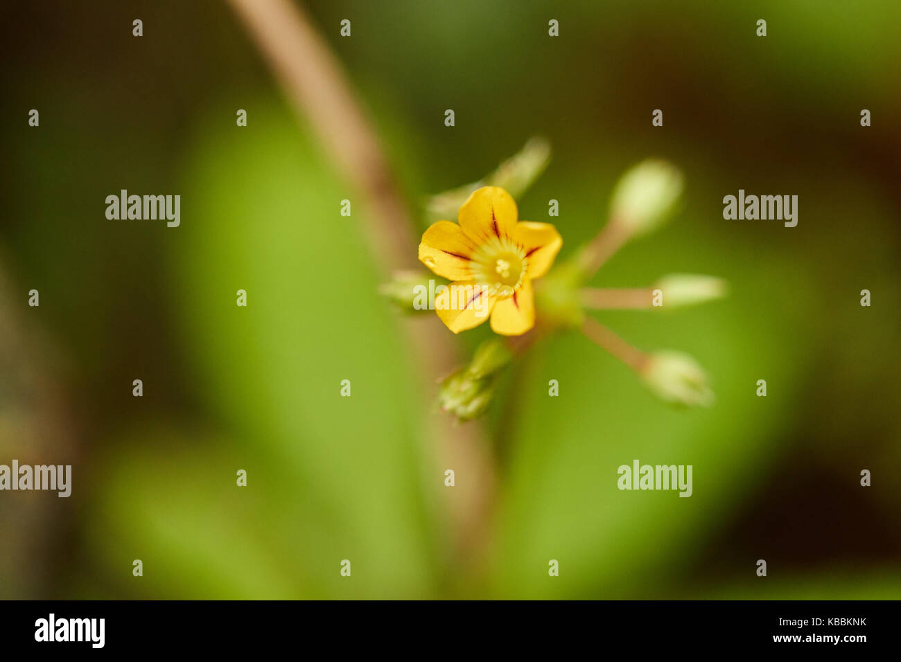 indian garden flowers Stock Photo - Alamy