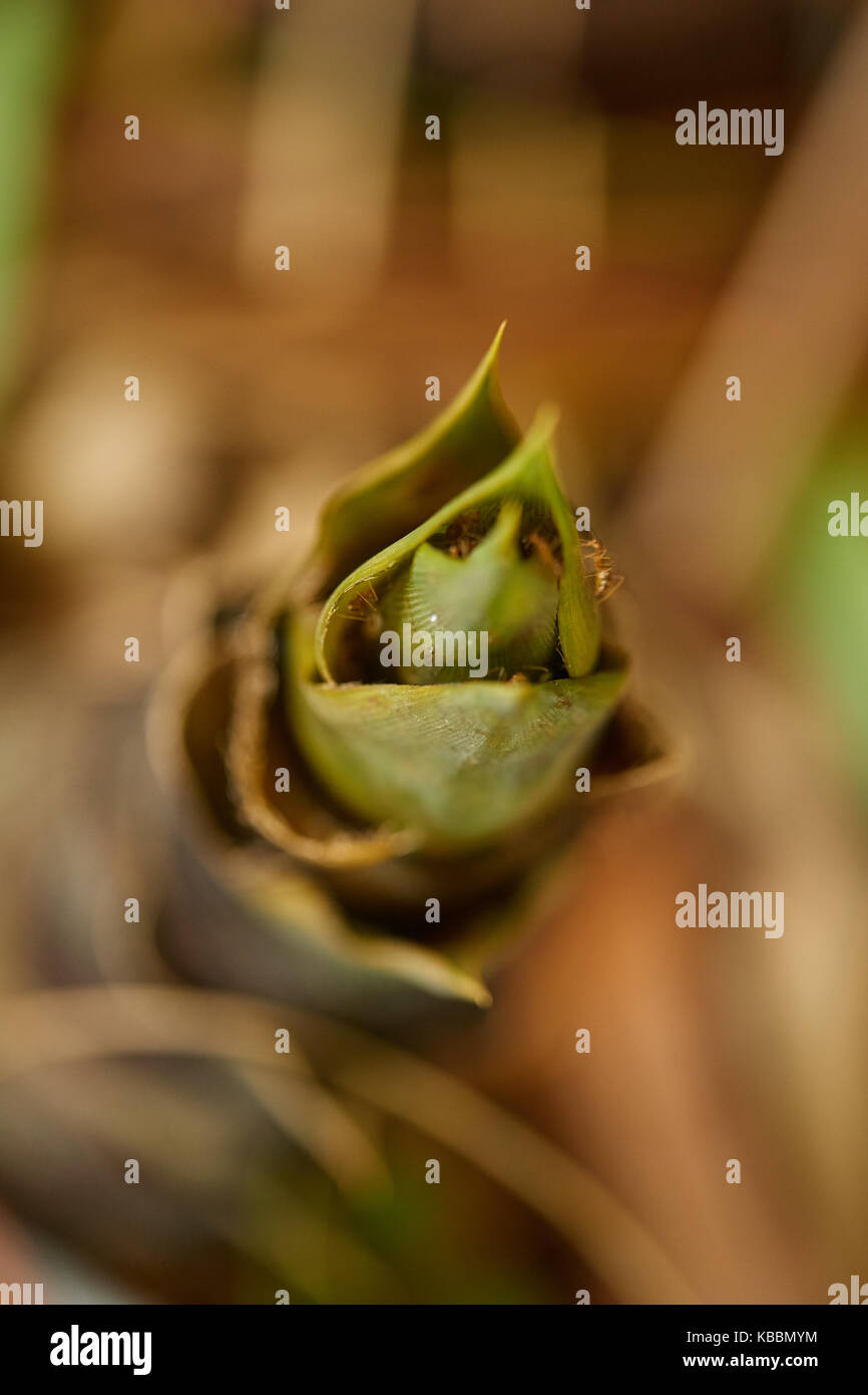 Bamboo plant and bamboo shoot, sprout Stock Photo - Alamy