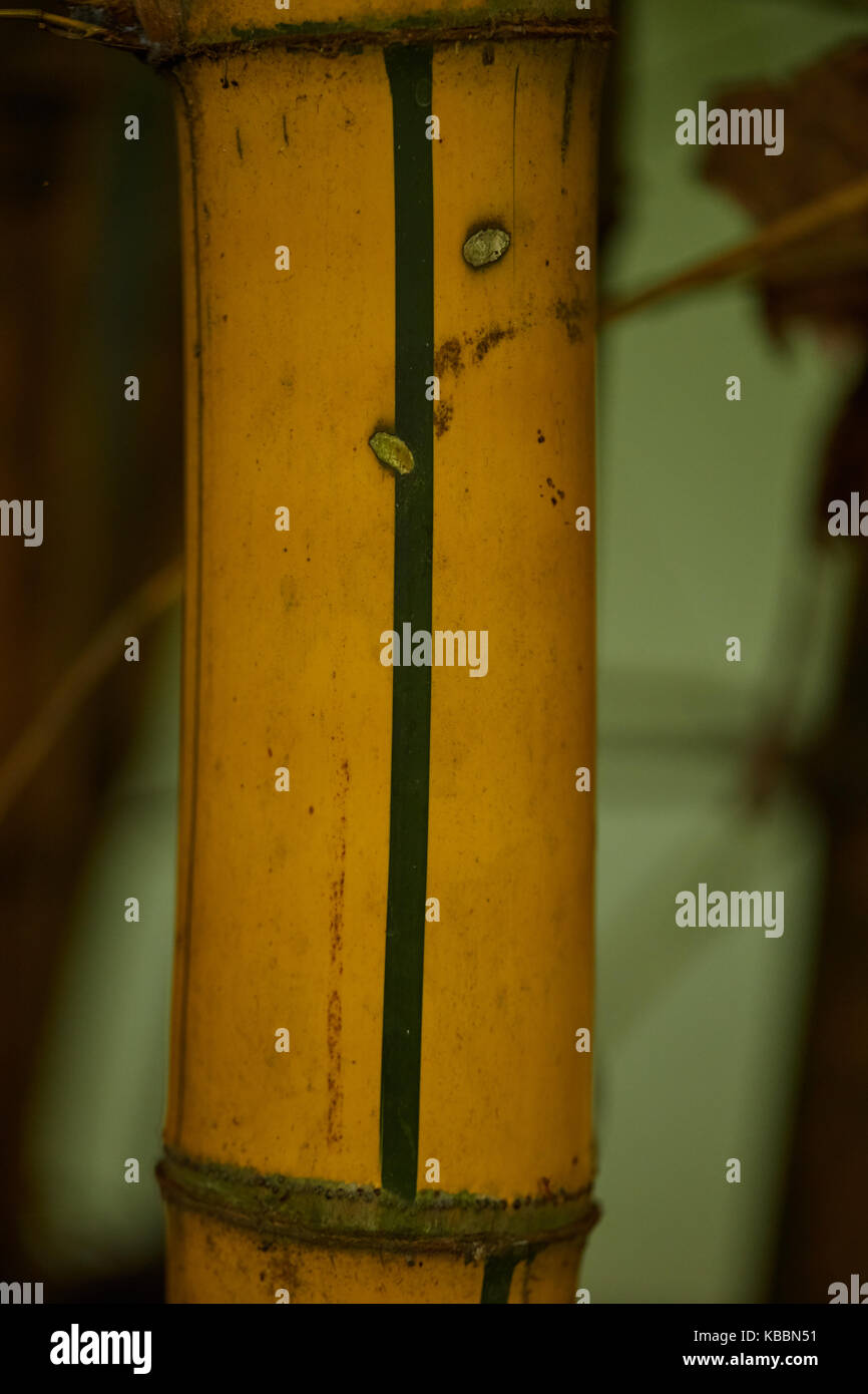 Bamboo plant and bamboo shoot, sprout Stock Photo - Alamy