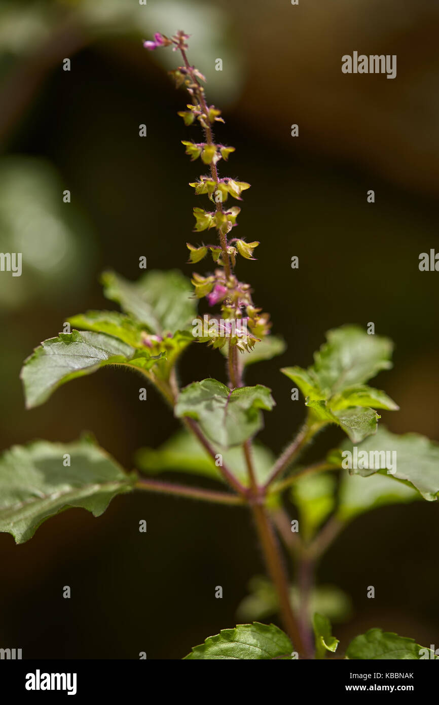 Tulasi / Basil leaves in a garden Stock Photo - Alamy