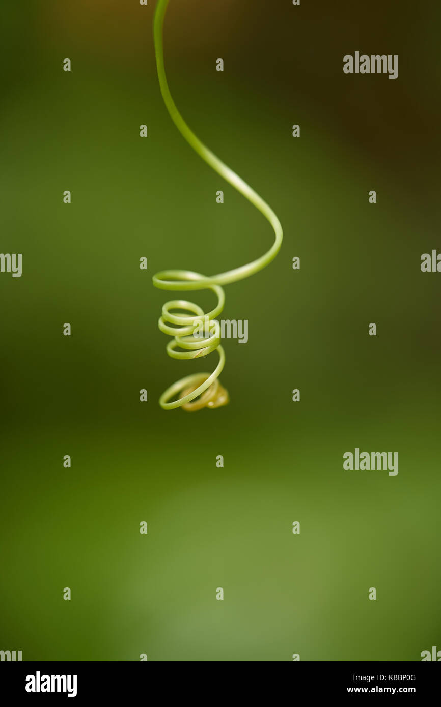 Vegetable plants, chilly plant, cucumber plant, tendrils, white ...