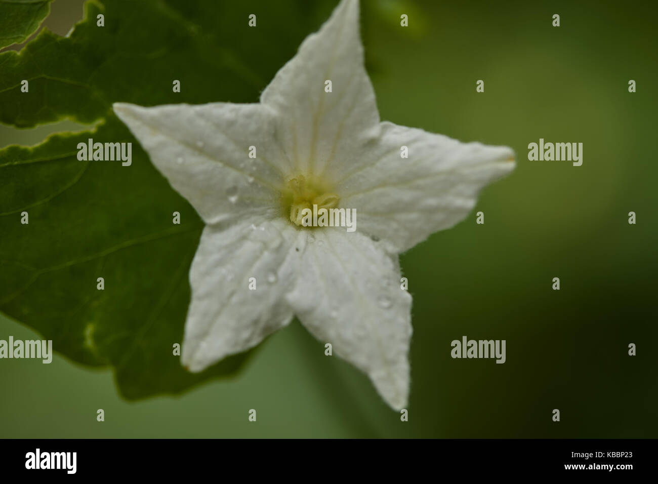 Vegetable plants, chilly plant, cucumber plant, tendrils, white ...