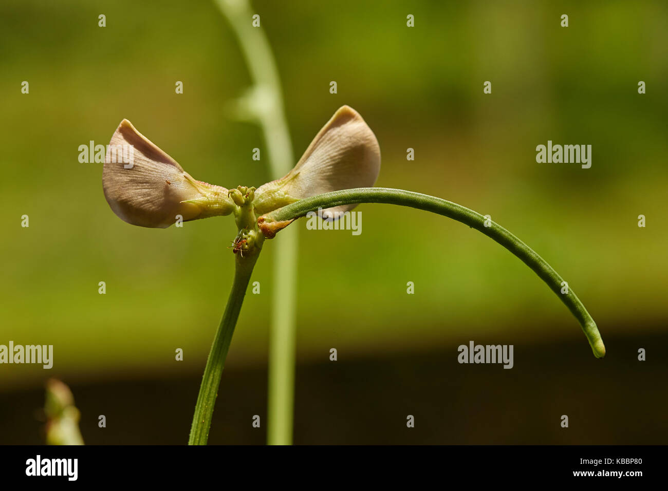 Vegetable plants, chilly plant, cucumber plant, tendrils, white ...