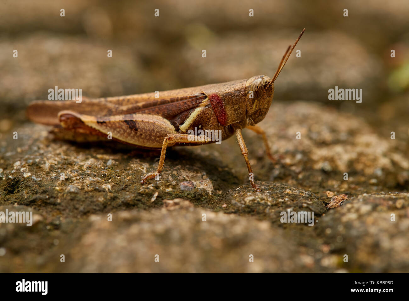 Brown grasshopper in nature, Migratory Bird Locust or Brown Spotted ...
