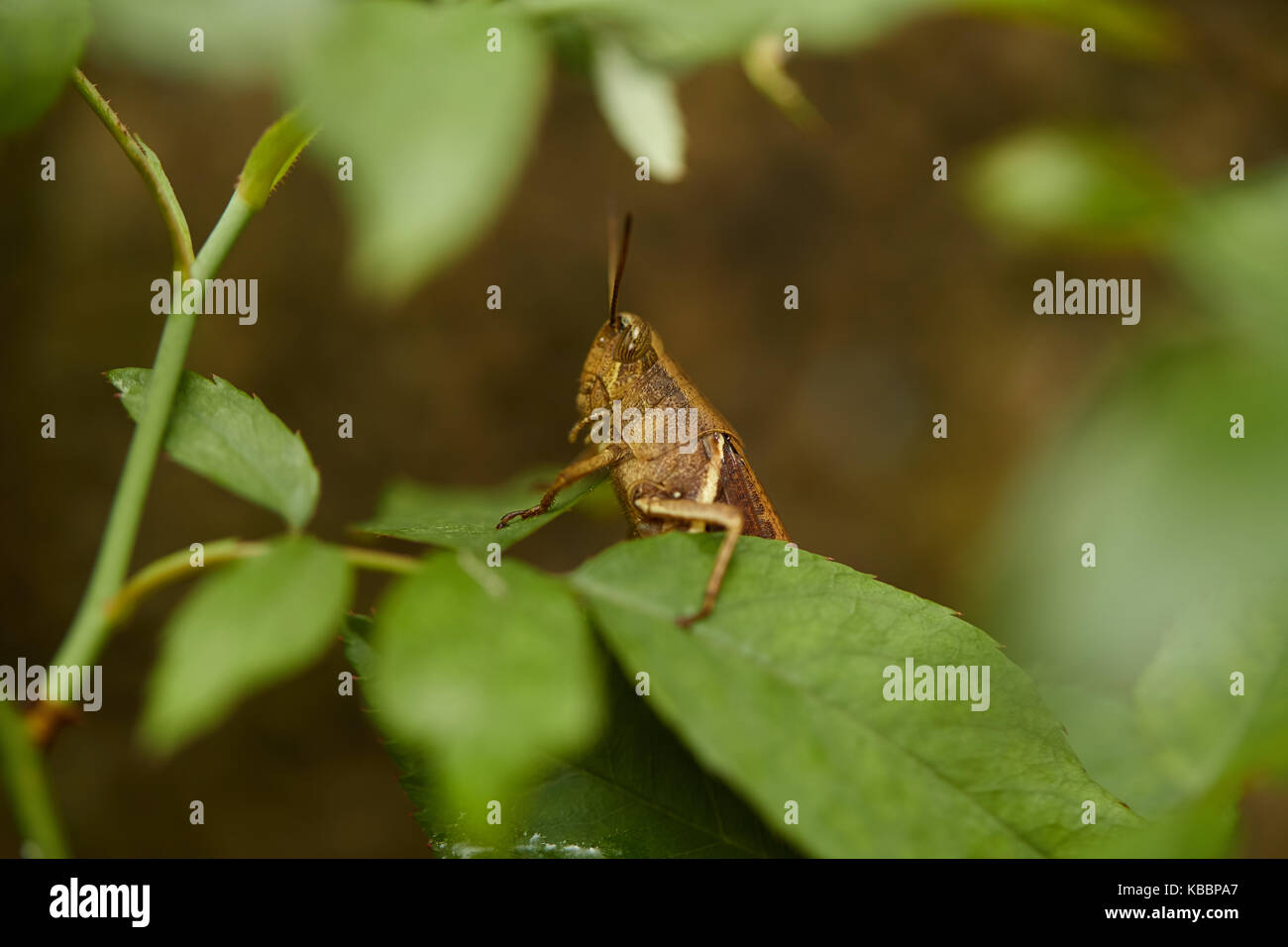 Brown grasshopper in nature, Migratory Bird Locust or Brown Spotted ...
