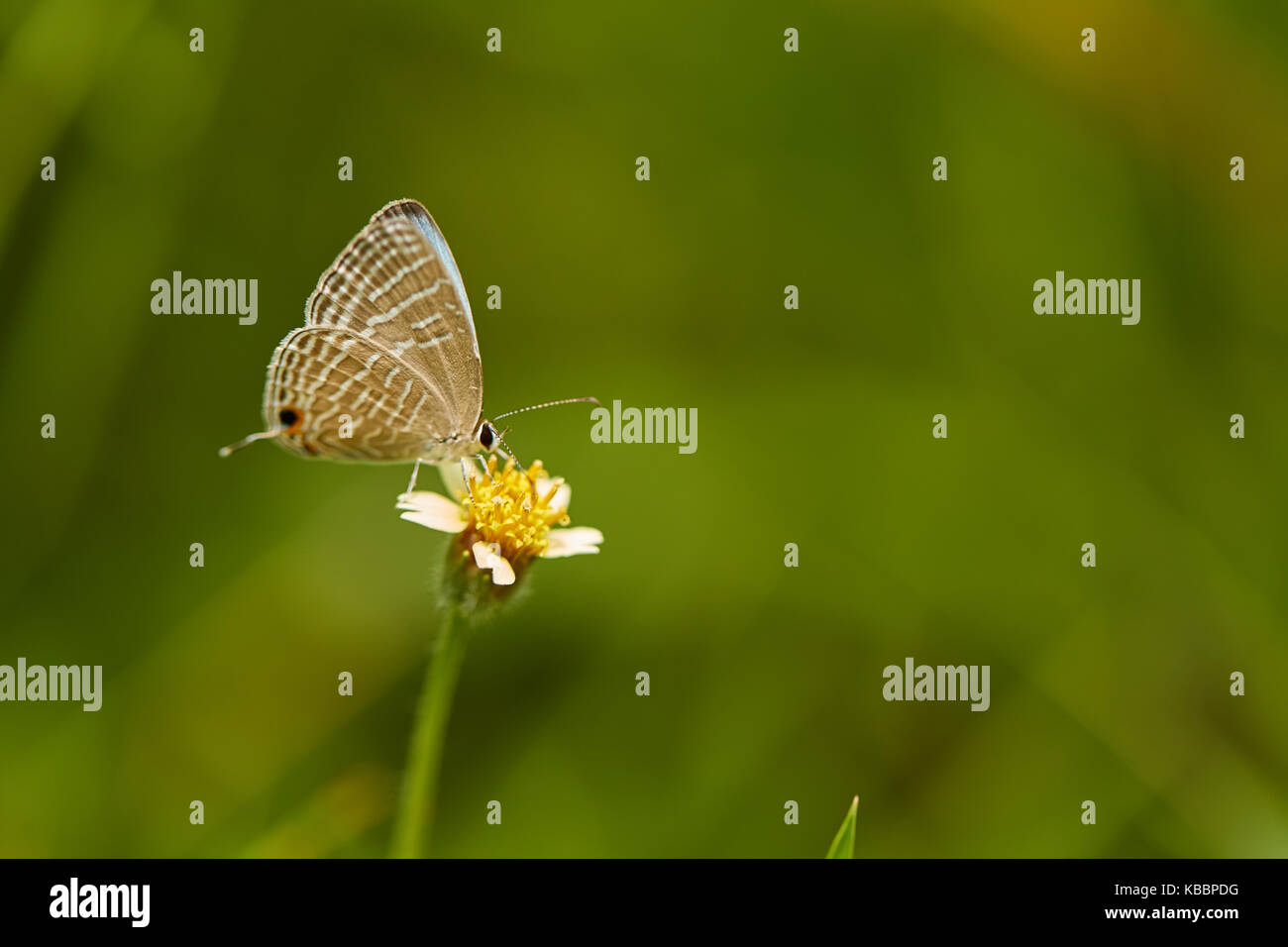 small Garden butterflies Stock Photo - Alamy