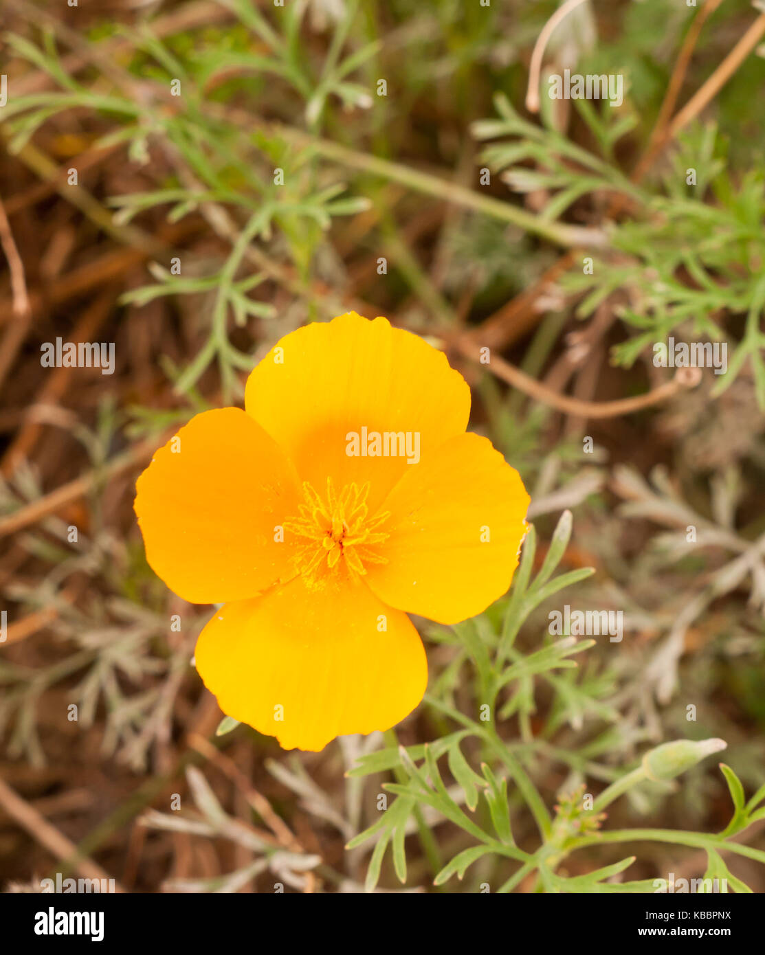 Four petal flower hi-res stock photography and images - Alamy