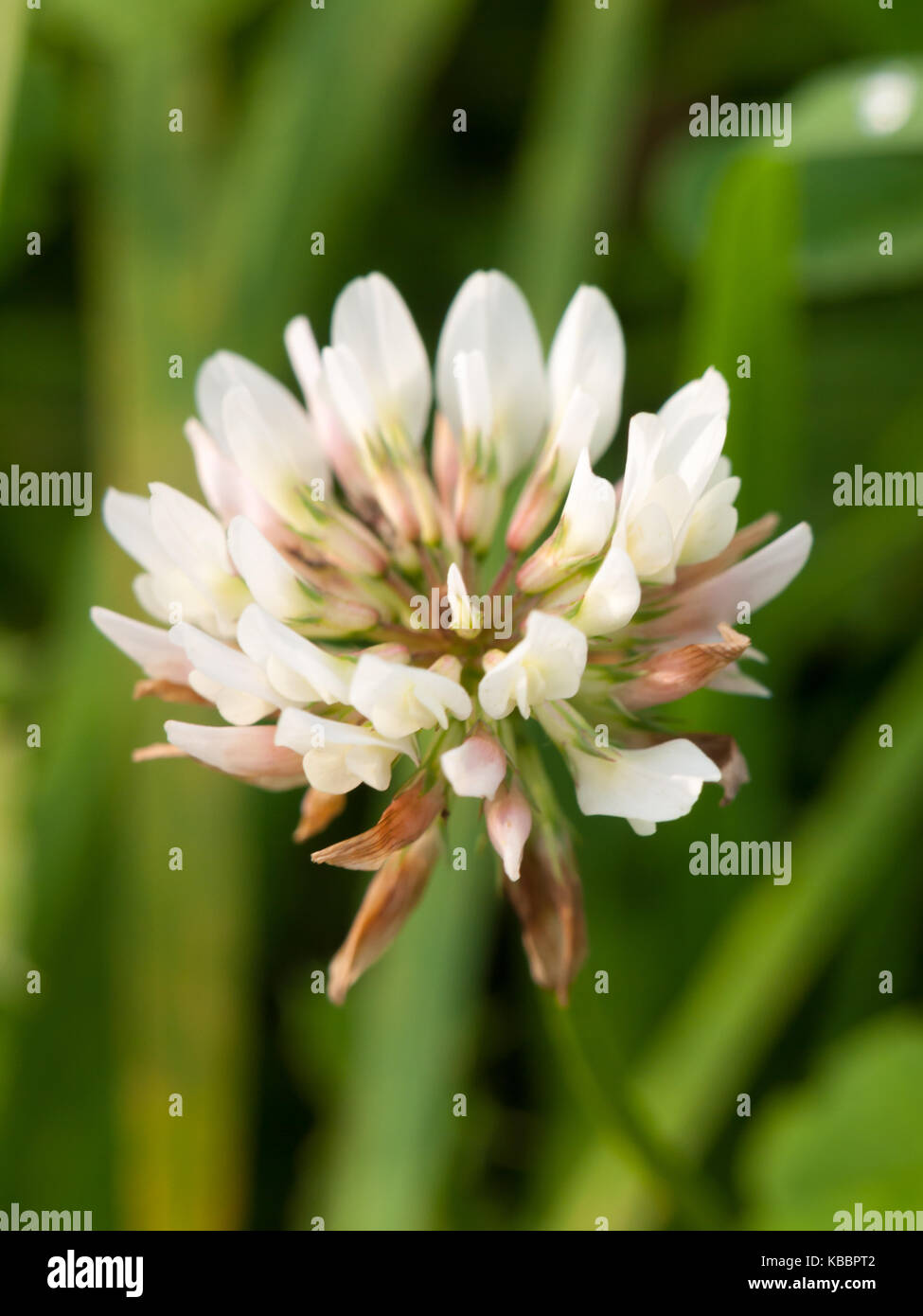 beautiful perfect white clover flower head up close; Essex; England; UK ...