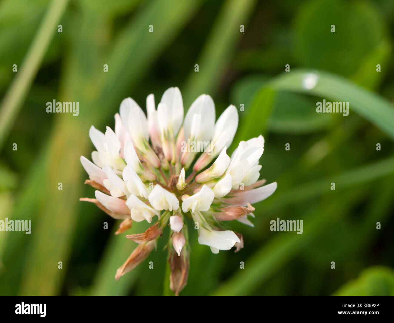 beautiful perfect white clover flower head up close; Essex; England; UK ...
