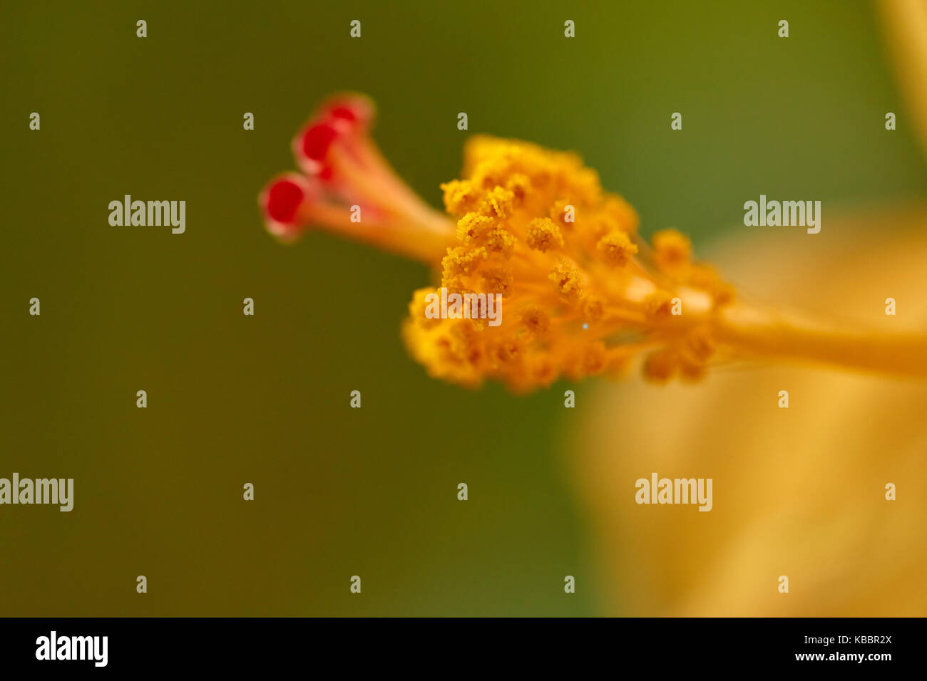 Hibiscus flower blooms with beautiful yellow petals Stock Photo - Alamy