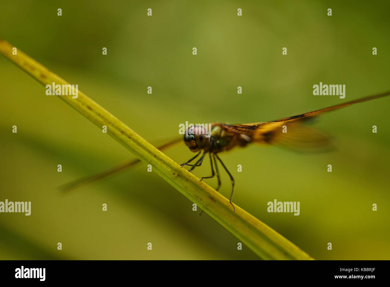 Striking Closeup of Red Skimmer or Firecracker Dragonfly. Libellula ...
