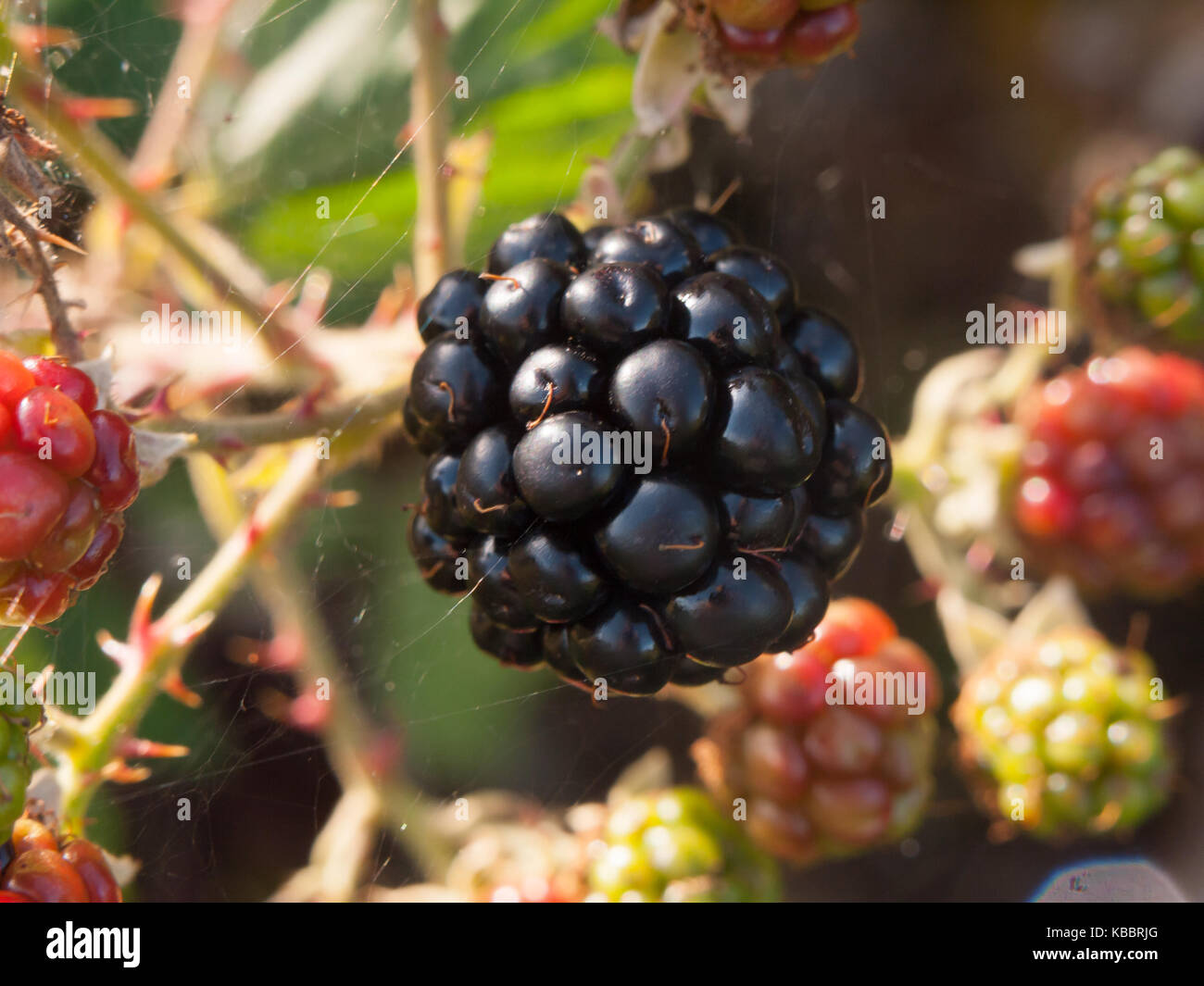 close up ripe big black black berry outside; Essex; England; UK Stock ...