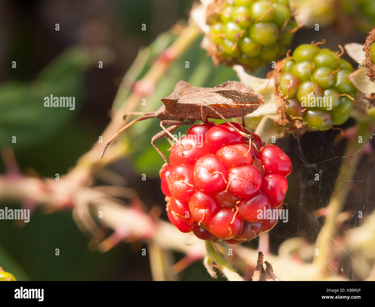 close up of dock beetle bug on red blackberry; Essex; England; UK Stock ...