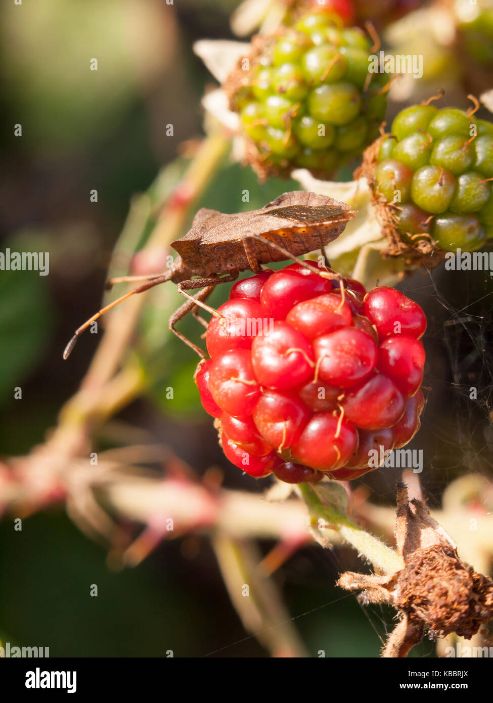 close up of dock beetle bug on red blackberry; Essex; England; UK Stock ...