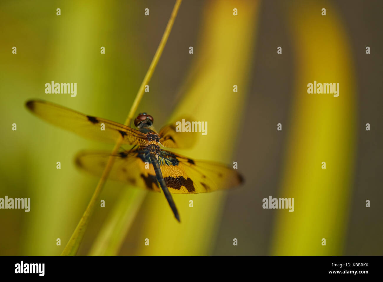 Striking Closeup of Red Skimmer or Firecracker Dragonfly. Libellula ...