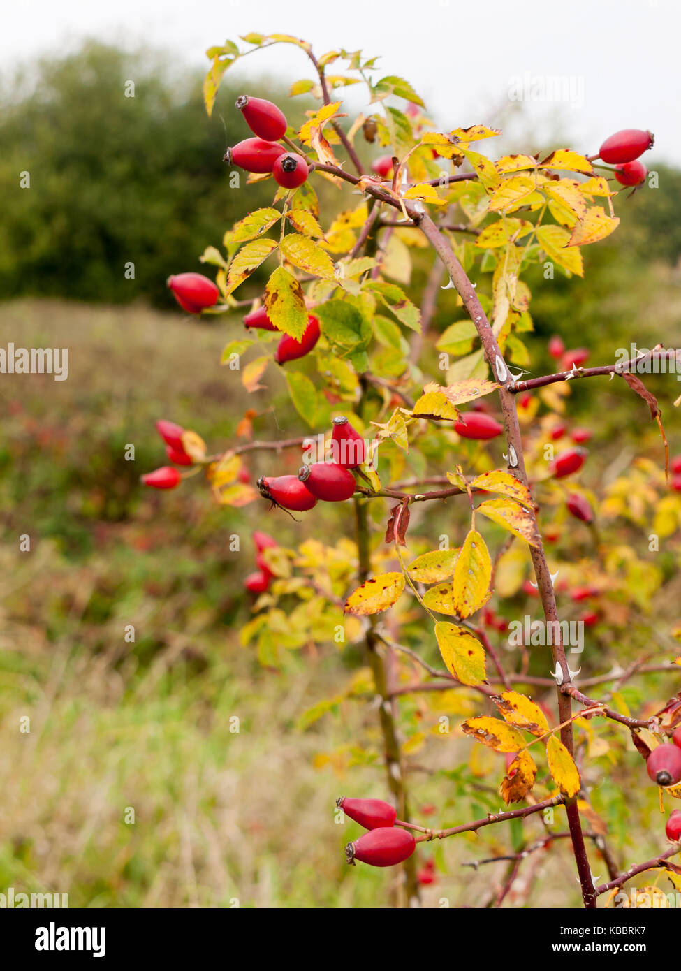 red rose hips on bush outside many thick ripe; Essex; England; UK Stock ...