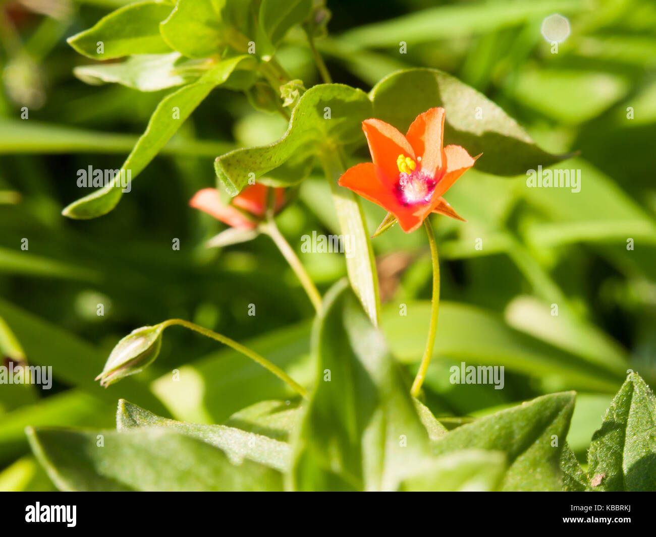 beautiful small one red scarlet pimpernel on forest green floor; Essex ...