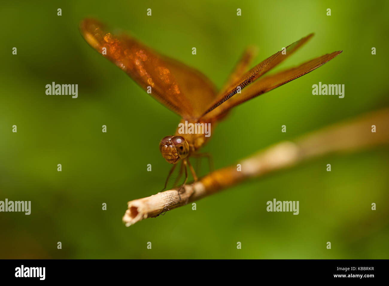 Striking Closeup of Red Skimmer or Firecracker Dragonfly. Libellula ...