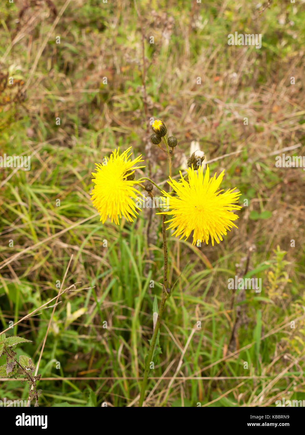 close up of yellow fresh summer dandelion flowers in field; Essex ...