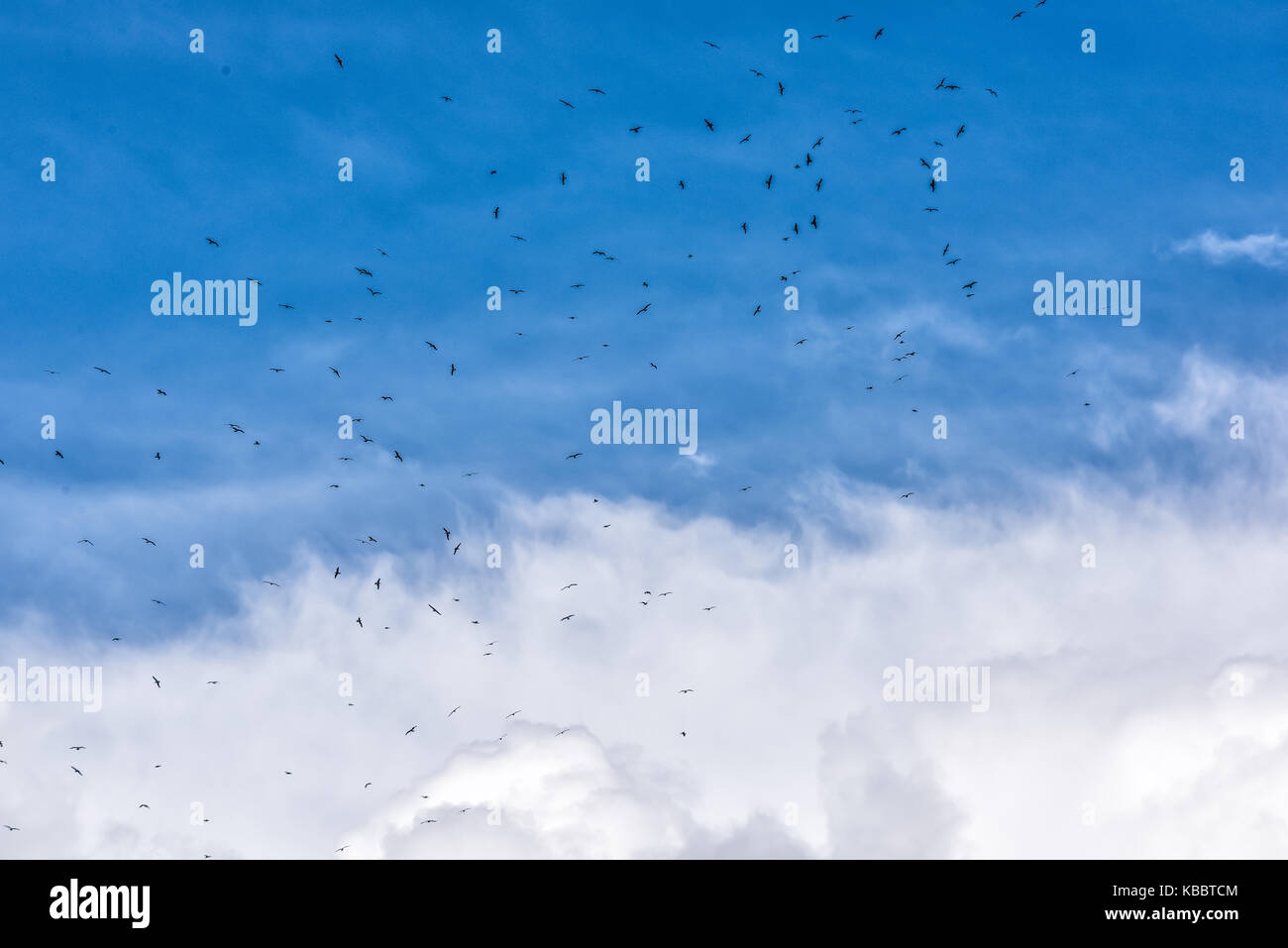 Many black birds flying high in flock group against isolated stormy ...