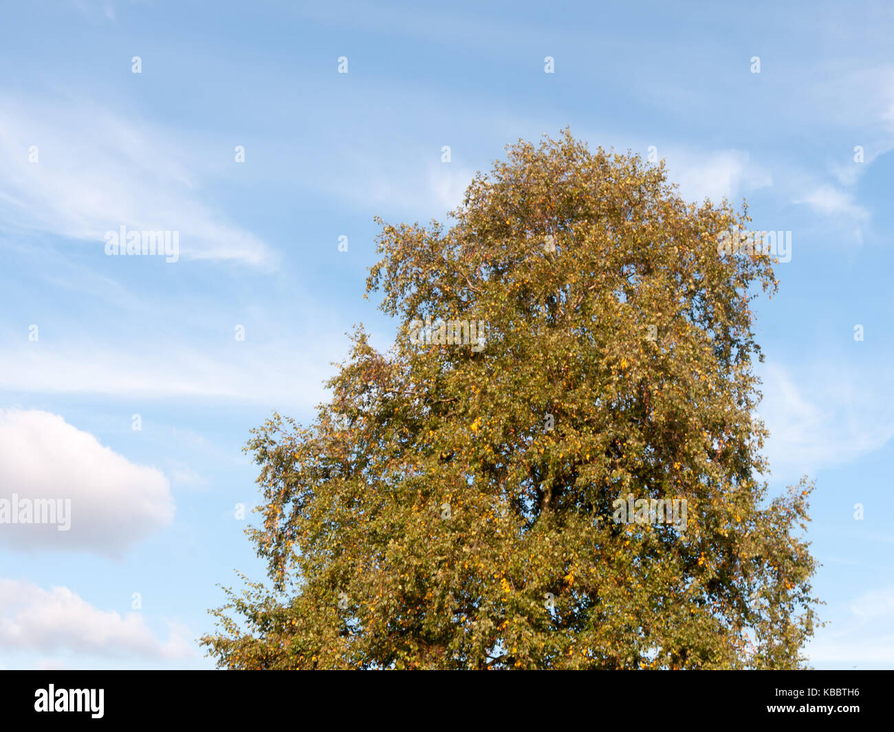autumn green tree in the blue sky background; Essex; England; UK Stock ...