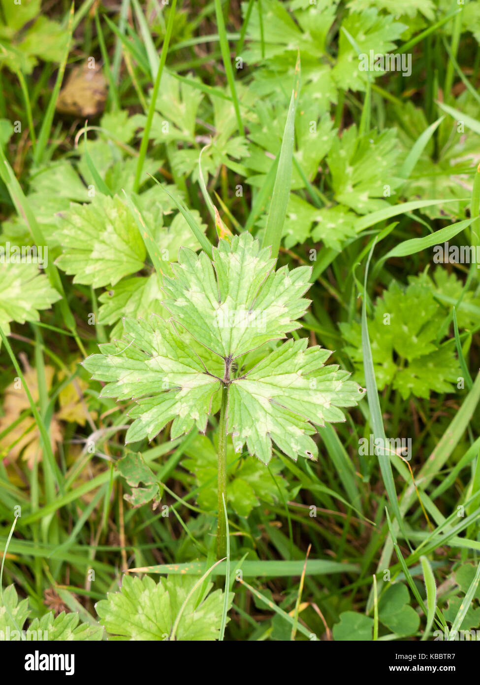 three leaf plant on forest floor greenery foliage; Essex; England; UK ...