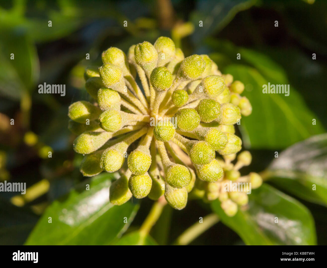 small growing green flower buds close up outside; Essex; England; UK ...