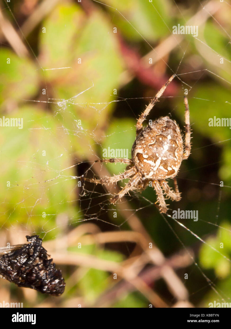 common garden spider hanging on web close up; Essex; England; UK Stock ...
