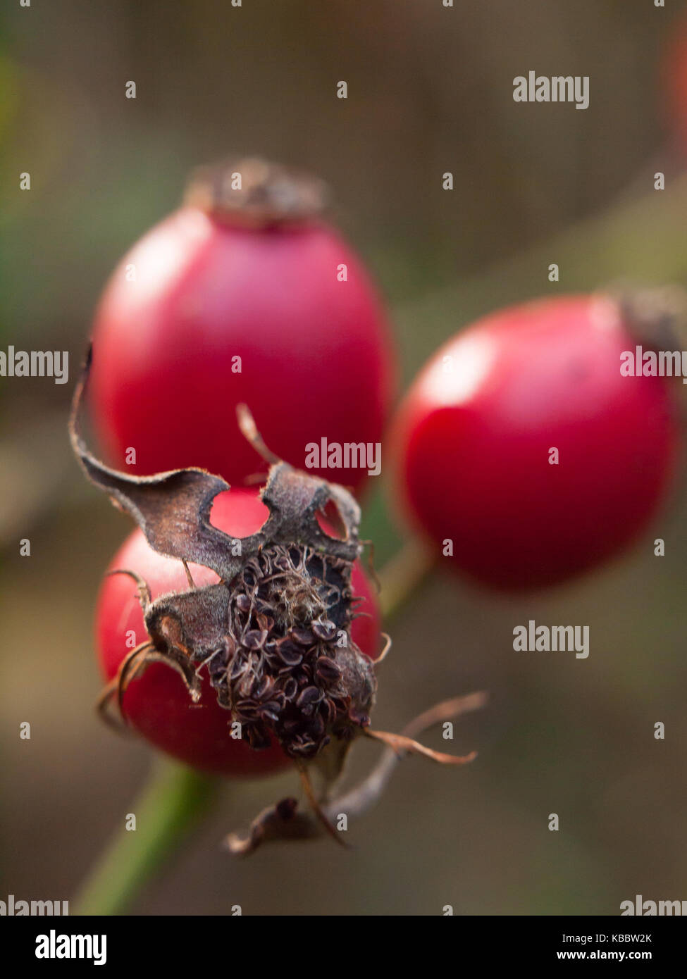 red lush ripe three rose hips close up; Essex; England; UK Stock Photo ...