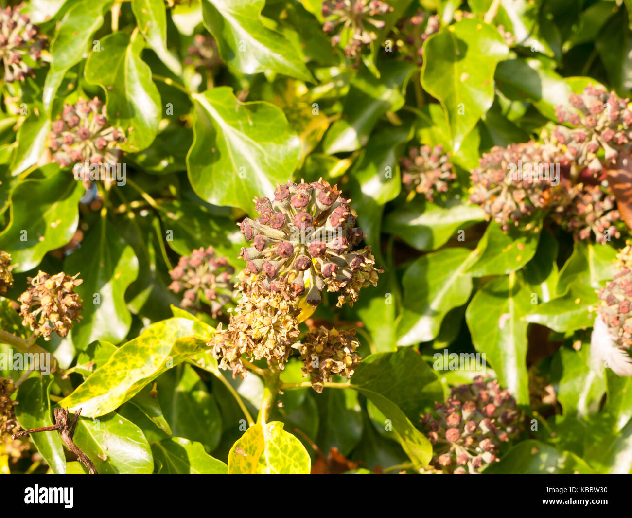 interesting circle outwards flower buds growing on tree background ...