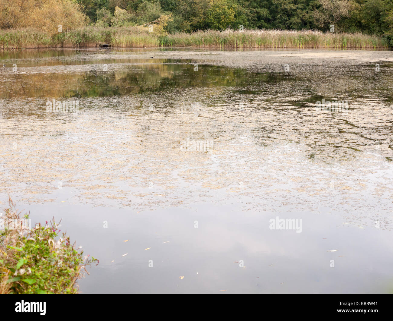 lake surface texture algae dirty unclean outside background summer ...